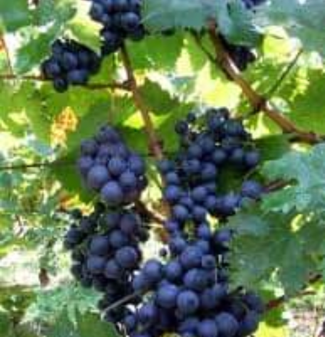 Special Order Plant 2023: Hardy Grape Vines – The Refuge Permaculture ...