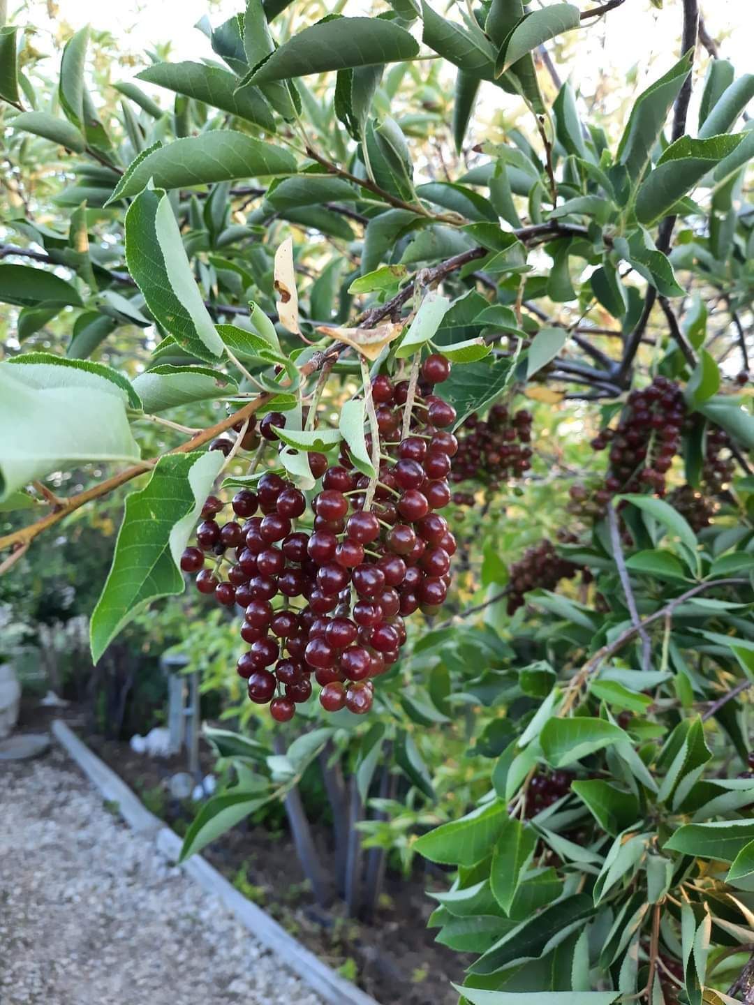 Native Chokecherry… All Seasons, All Pleasures…and a Warning – The ...