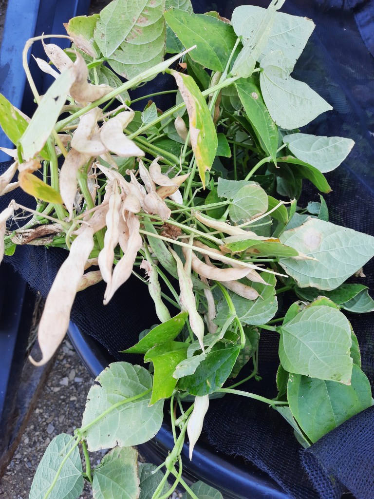 Bean Harvest Sutra One: Feed One, Feed All – The Refuge Permaculture Center